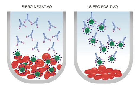 Test Di Emoagglutinazione Per Titolazione Virale Scheda Didattica