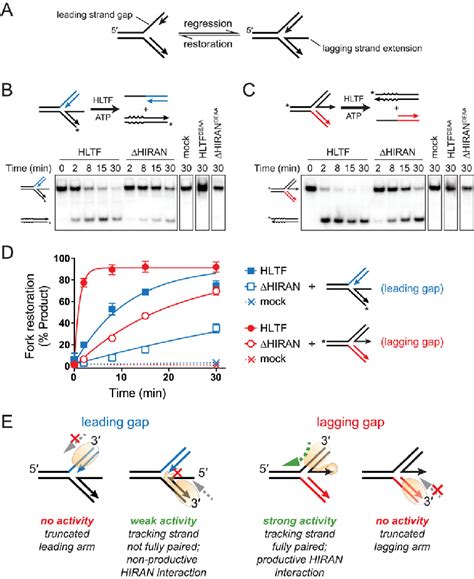 Hltf Catalyzes Fork Restoration A Schematic Of Fork Restoration Bc