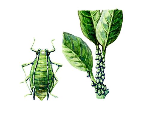Aphids Illustrations Royalty Free Vector Graphics And Clip Art Istock