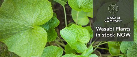 Wasabi Plants Are Back Now Available In Larger Size The Wasabi Company