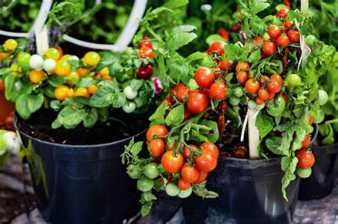 How To Grow A Healthy And Strong Tomato Plant Grandmas Tricks