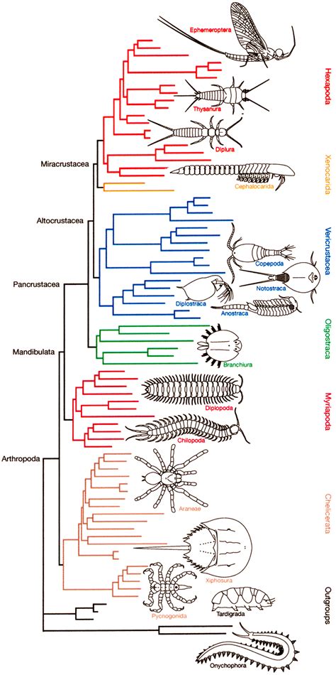 Molecular Clock Vs Cladogram At Jamie Heyne Blog