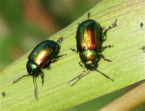 Gelöst Unbekannter Käfer Gelöst