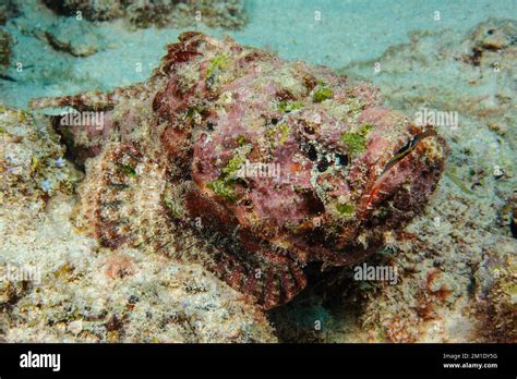 Venomous Stonefish Lies Reef Stonefish Synanceia Verrucosa On Dead