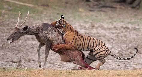 Tigre De Bengala Características Hábitat Alimentación