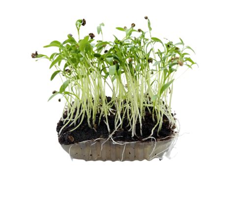 Coriandre La Ferme De Maman