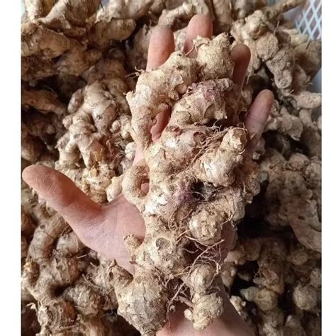Jual Jahe Emprit Super Emprit Size Besar Shopee Indonesia