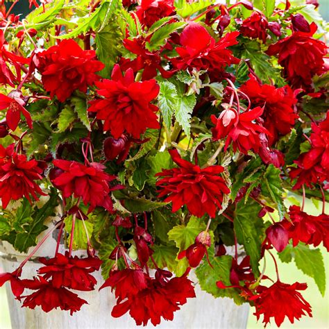 Begonia Trailing Scarlet Begonia Tuberous Gardeners Dream