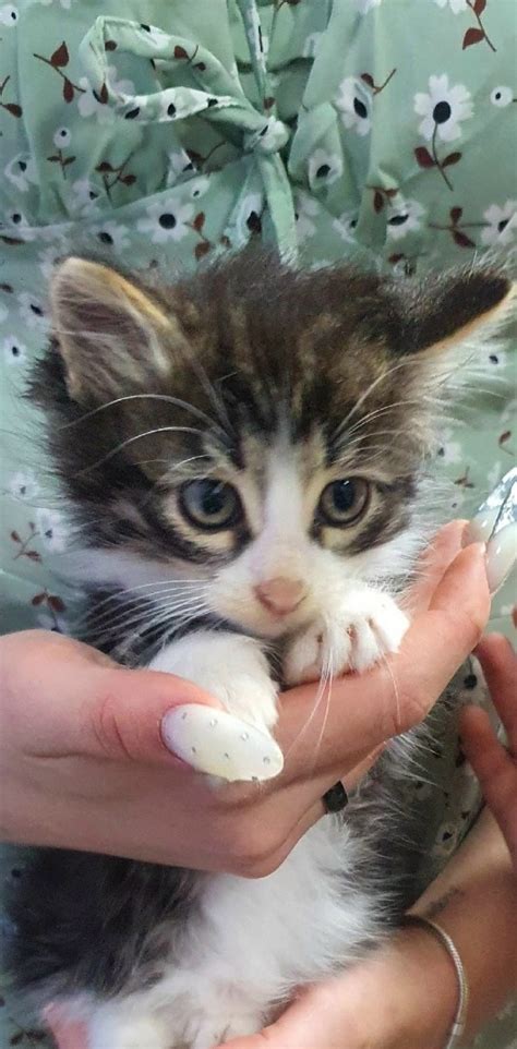 🆘Шексна Череповец 🆘 В деревню рядом с Шексной ЗООПАТРУЛЬ Потеряшки г Череповец