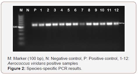 Molecular Identification Of Aerococcus Associated With Bovine Mastitis