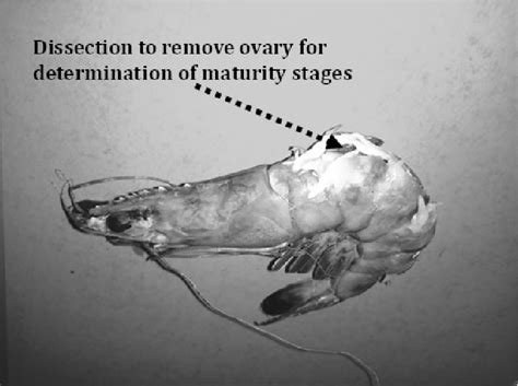 Dissection Of A Specimen Of The Indian Prawn P Indicus Sampled From