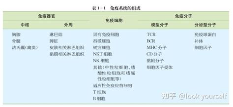 图解免疫系统及常见神经科免疫疾病 知乎