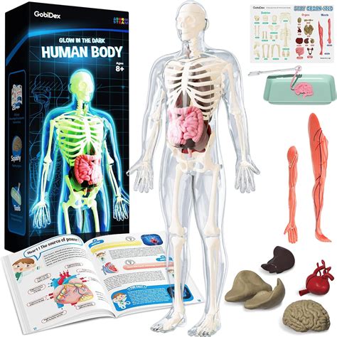 Gobidex Human Body Skeleton Model Kits 40 Piece Anatomy