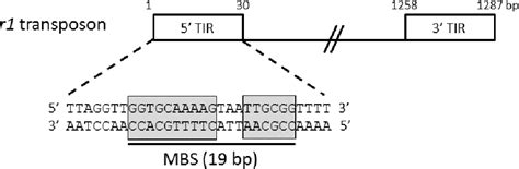 Figure 34 From A Role For Setmar In Gene Regulation Insights From Structural Analysis Of The