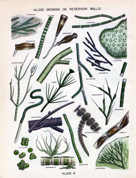 130 Algae Ideas Scientific Illustration Botanical Illustration