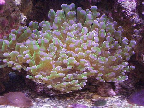 Photo 13 3 Heads Purple Tip Neon Green Frog Spawn Coral B