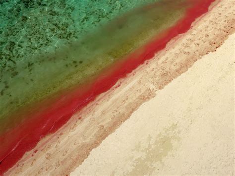 What Causes Red Algae