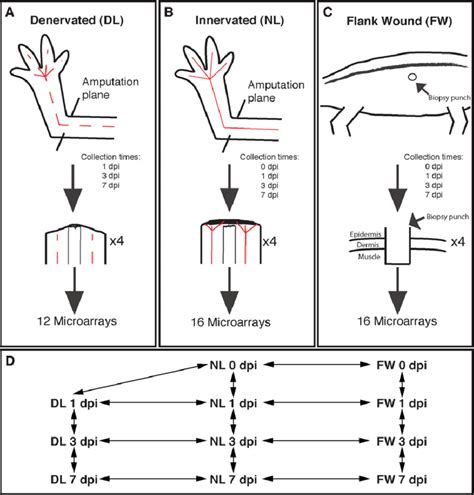 Experimental Design Of The Microarray Analysis A Cartoon Showing Download Scientific Diagram