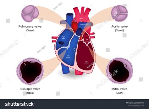 Human Heart Valve Anatomy Diastole Pulmonary Stock Vector Royalty Free