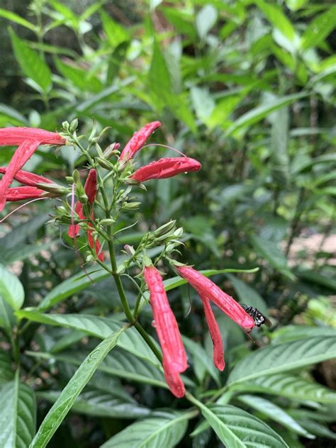 Dianthera Secunda From Mera Pastaza Ec On July 9 2023 At 12 39 Pm By