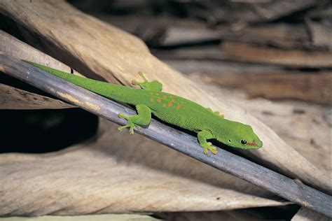 Lizard Adaptations Habitats Behavior Britannica