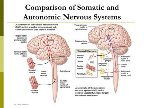 The Somatic Nervous System Intro Psych Blog F19group 8