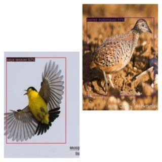 Detectron Predictions With Classes Download Scientific Diagram