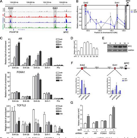 Figure 3 From Amplitude Modulation Of Androgen Signaling By C Myc Material Supplemental