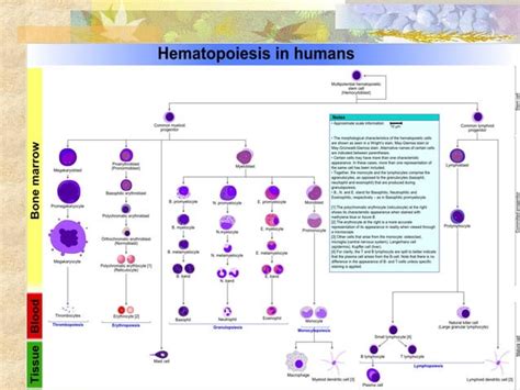 зүрх судас цусны онцлог Ppt
