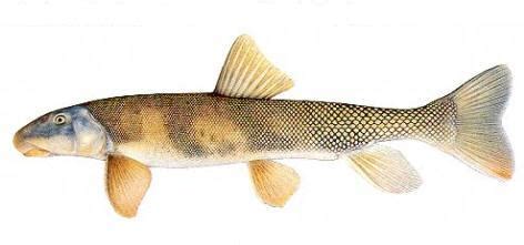 Habitat Use Of Native Fishes In Desert Rivers Stephen Klobucar