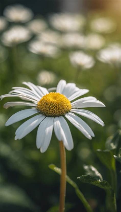 집 밖의 배경화면 핸드폰 무료 이미지 다운로드 Widgetclub
