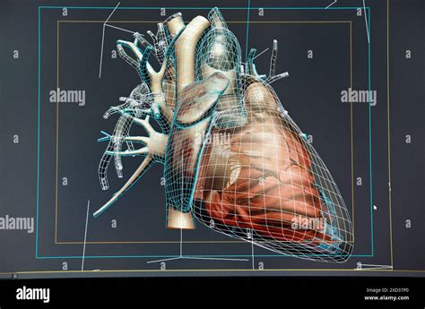 simulation of organ structure function heart image health and