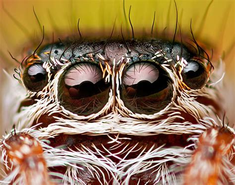 Female Jumping Spider Evarcha Arcuata Portrait Macro Photography Make Pictures Jumping Spider