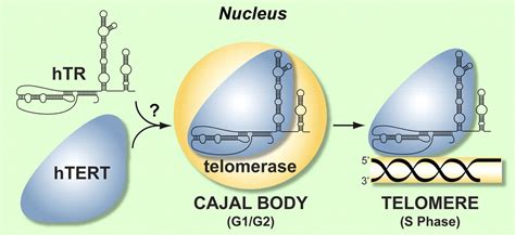 Telomerase Reverse Transcriptase