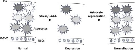 Glia Neurobiology Journal Wiley Online Library