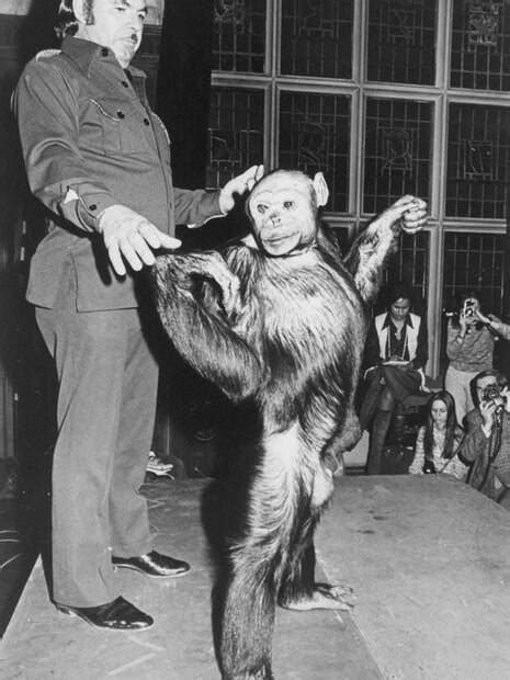 Híbrido De Humano E Chimpanzé Existiu E Foi Morto Por Médicos Garante