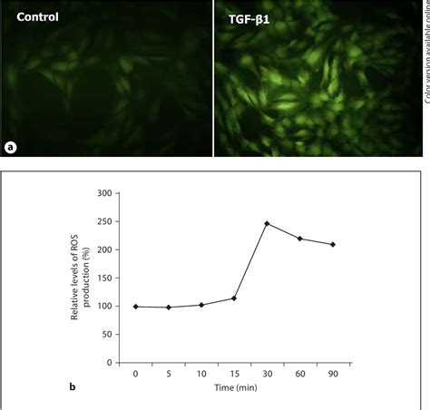 Figure 1 From Role Of Reactive Oxygen Species In Transforming Growth Factor Beta1 Induced Alpha