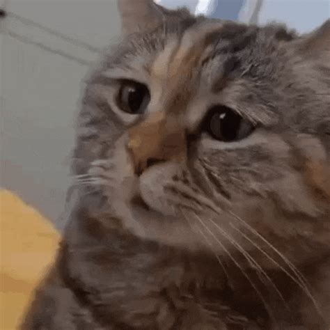 Gato Gatinho  Gato Gatinho Explosão Ищите  файлы и