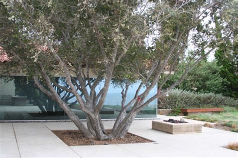 5 Favorites Decks Built Around Trees Gardenista