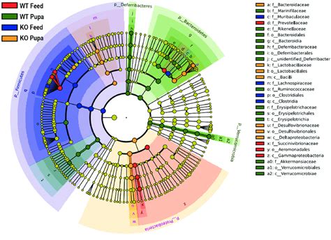 Comparing Microbial Variations Of Lefse Analysis In Different Groups At Download Scientific