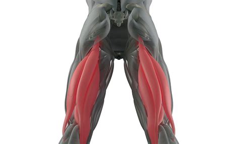 Hamstring Anatomy South Vancouver Physiotherapy Clinic