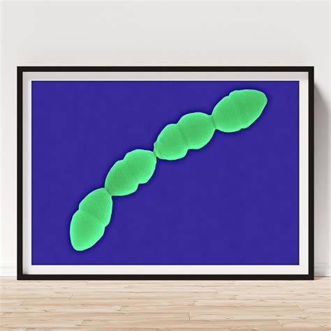 Streptococcus Pneumoniae Coccus Prokaryote 1 Framed Print By Science Photo Library Science