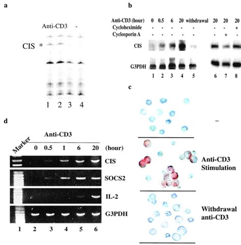 CIS Was Induced By TCR Activation A Differentially Displayed CIS Download Scientific Diagram