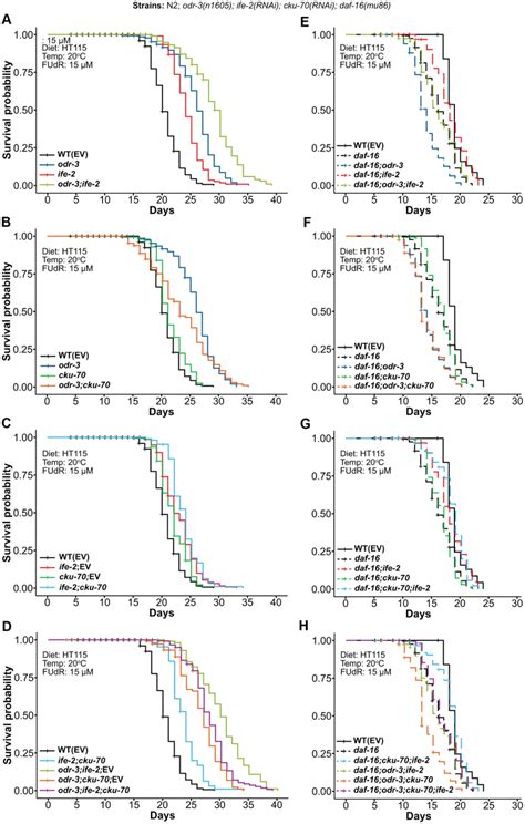 Kaplan Meier Survival Curves Depicting The Effects Of Combined Genetic