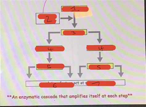 The Complement System Flashcards Quizlet
