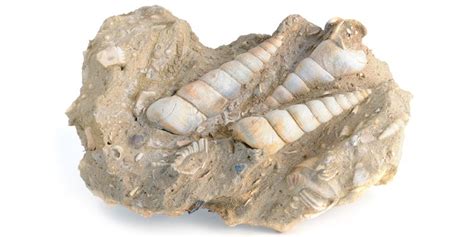 Fossil Snail Shells Offer New Tool For Analyzing Ancient Ocean Chemistry Lab Manager