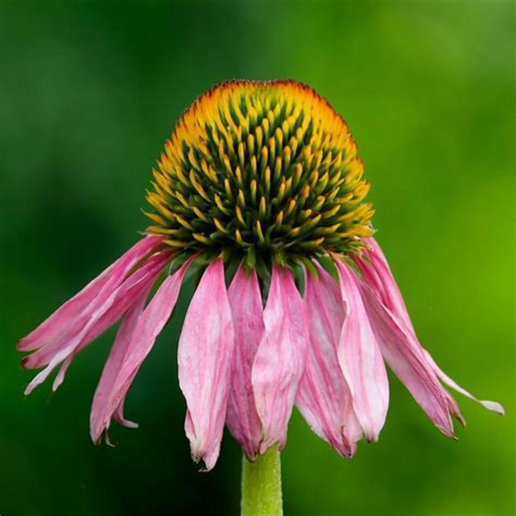 Dynamic Duets Complementary Colors In Nature Premium Ai Generated Image