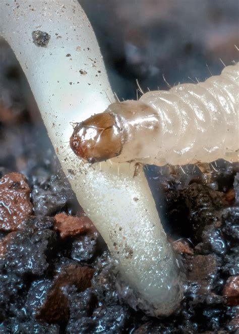 How Nematodes Outsmart The Defenses Of Pests