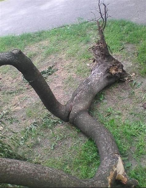 TreesFuckingOnThings