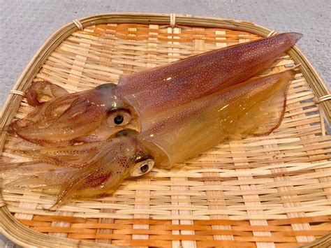 【数々のアワードを受賞】 ヤリイカ 生冷凍 1杯 胴長さ約22 24cm 浜坂産 別名：ケンサキイカ テナシイカ Jp
